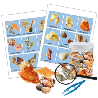Seashell Kit -with Unit Study for Multiple Ages - Adventure Homeschool ...